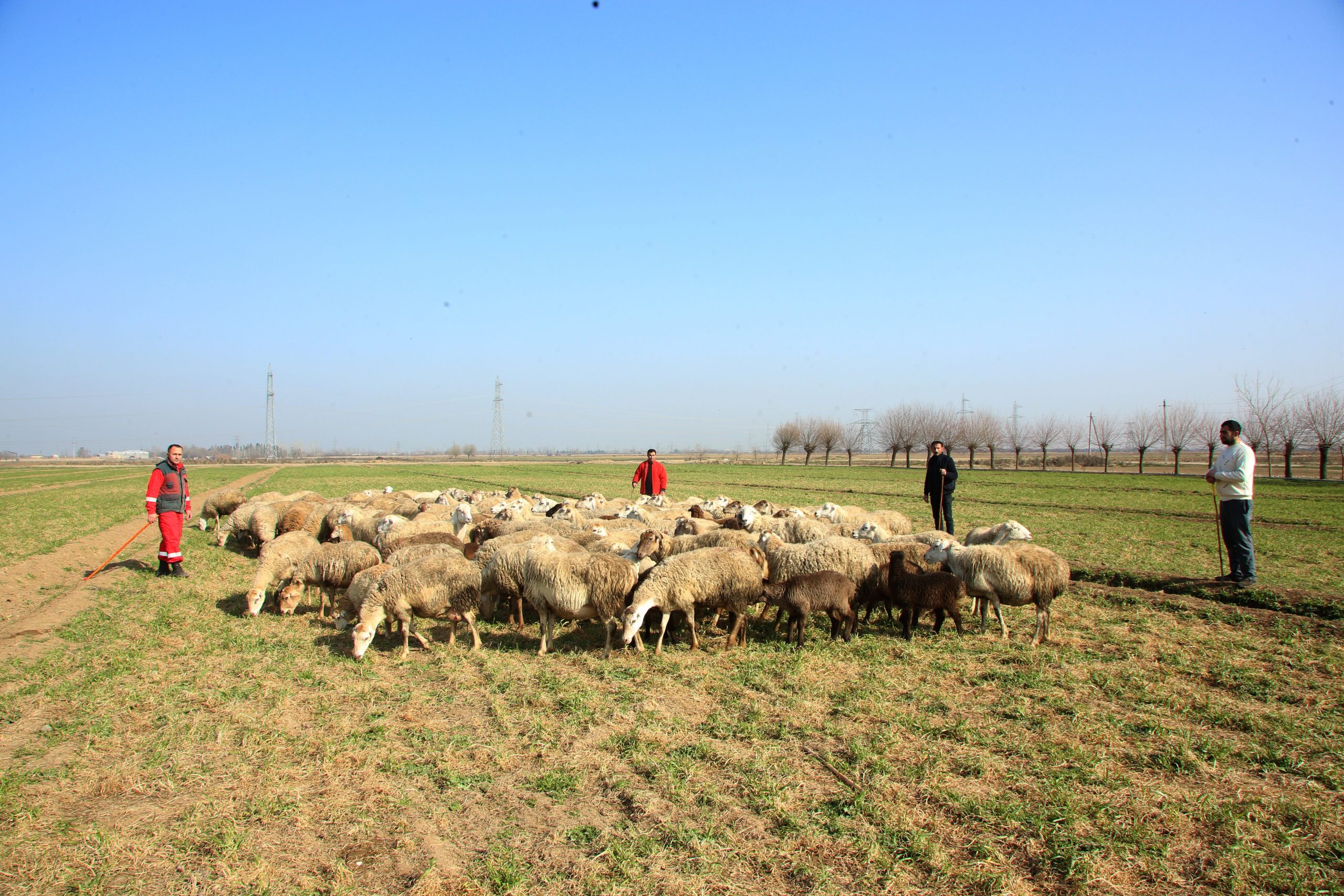 “Sheep Farming” Cooperative - EU for Azerbaijan